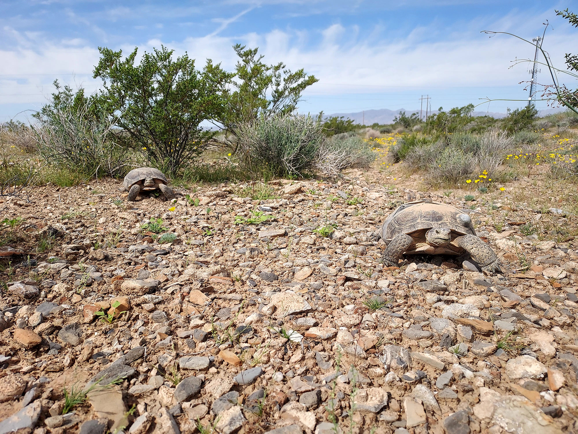 Photo Contest - Desert Tortoise Council