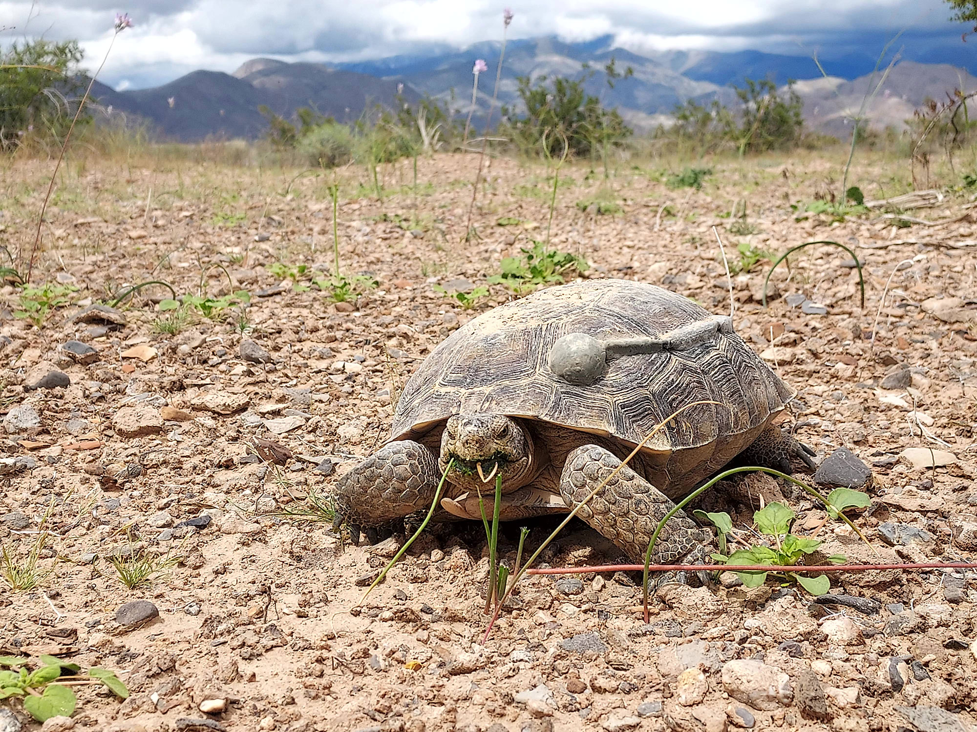 Photo Contest - Desert Tortoise Council