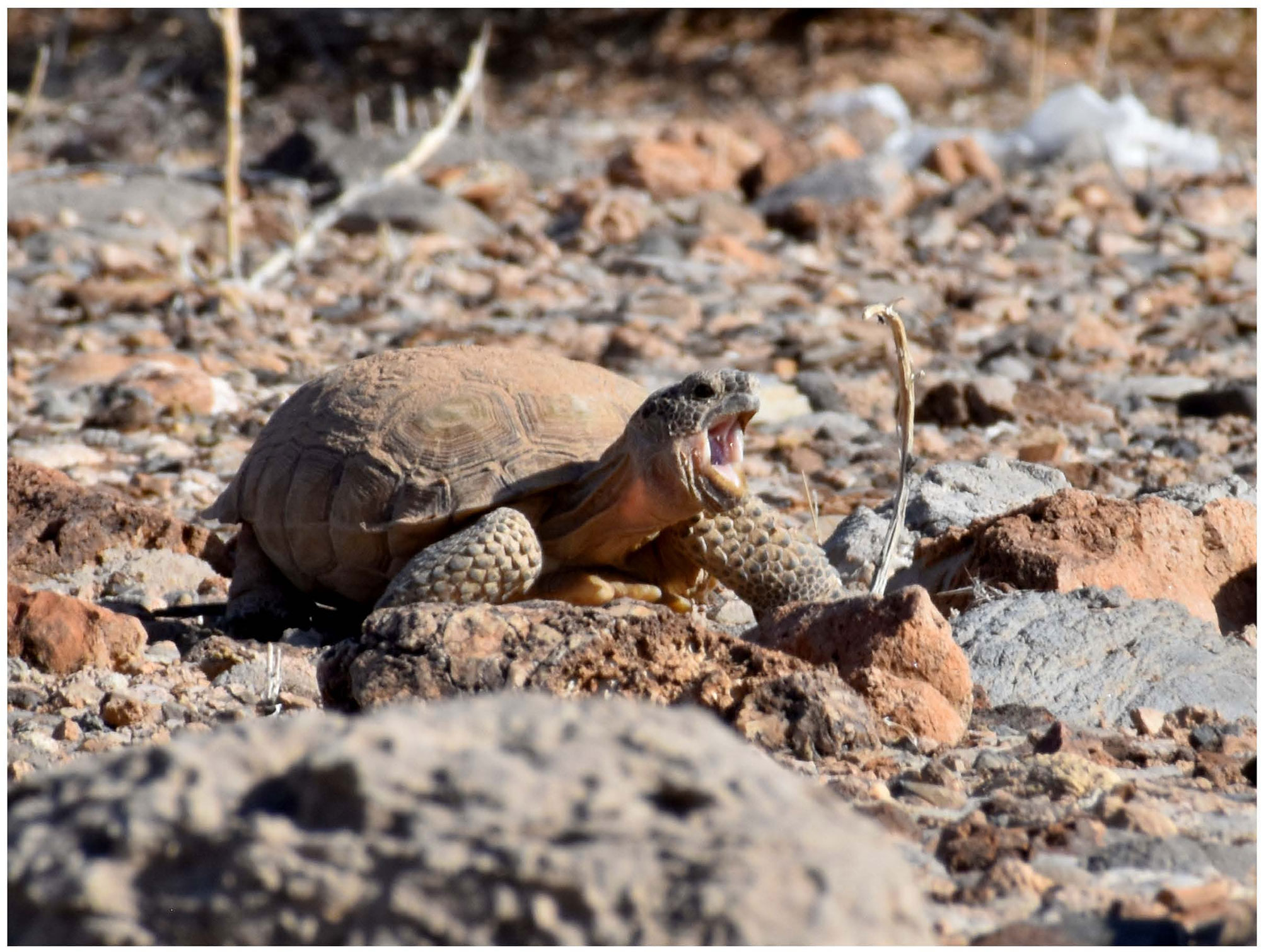 Photo Contest - Desert Tortoise Council