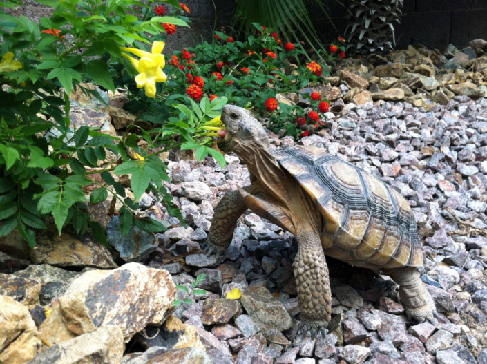 Captive Desert Tortoise Guidance - Desert Tortoise Council