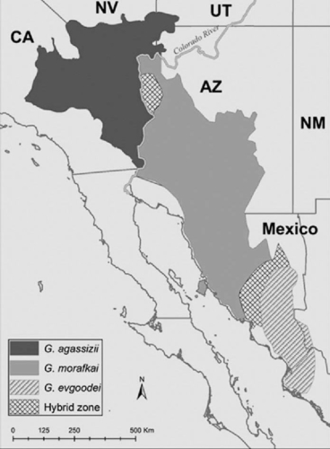 Biology of Desert Tortoises - Desert Tortoise Council