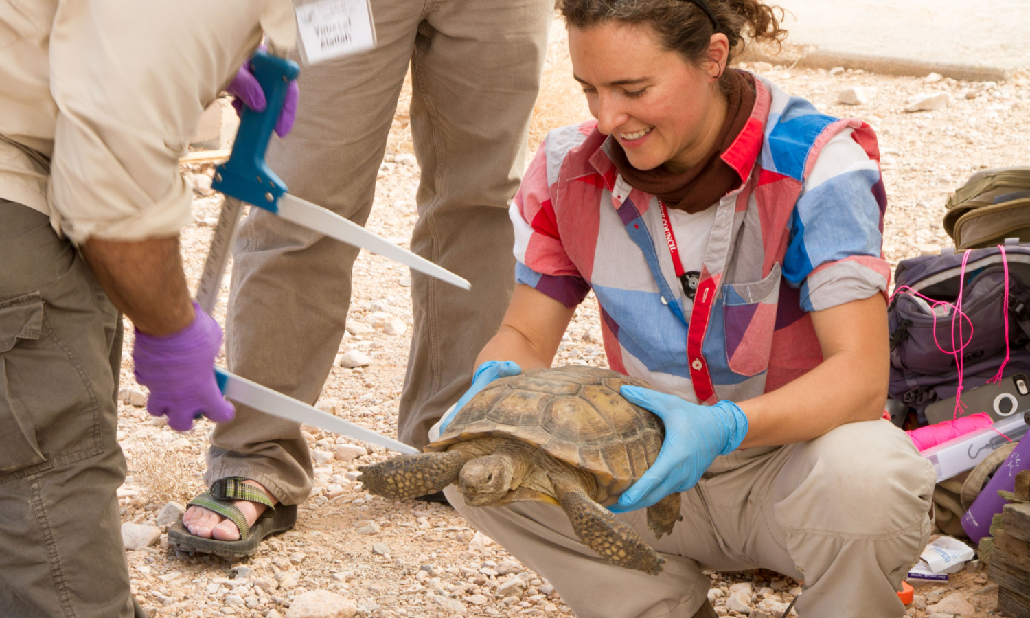 Home - Desert Tortoise Council