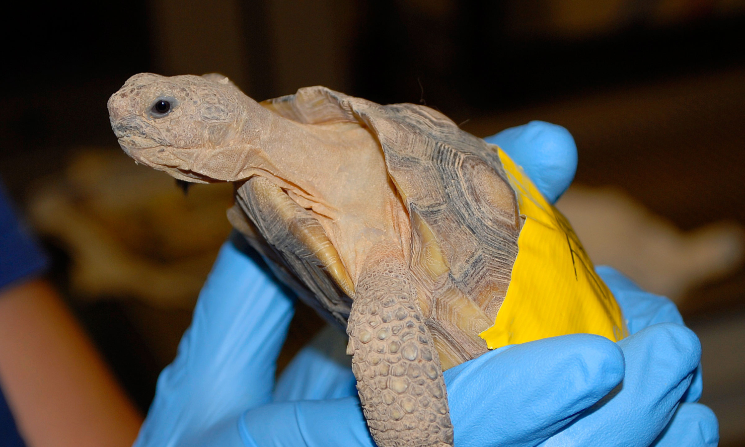 Training Programs - Desert Tortoise Council